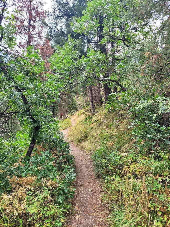 Trails wind through forests where the only traffic jam involves deciding which scenic overlook deserves your attention first.