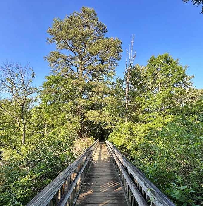 Wooden boardwalks guide you through the wetlands, keeping your feet dry while adventure stays within reach.