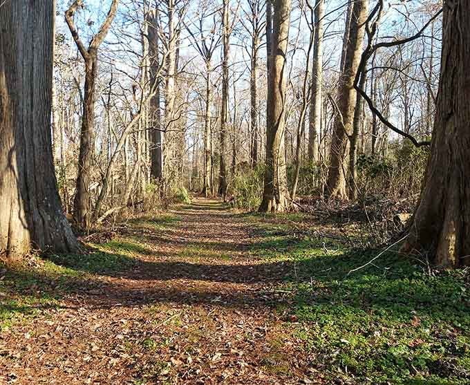 A trail through the woods that promises adventure, solitude, and zero cell phone notifications interrupting your peaceful contemplation time.