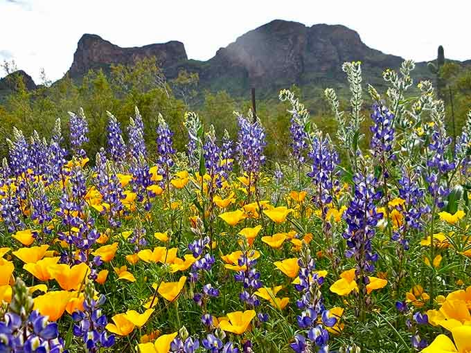 Spring wildflowers transform the desert into an impressionist painting that would make Monet weep with joy and envy.