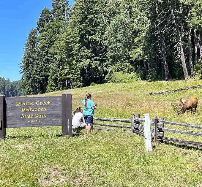 The park sign where elk photobomb your pictures because they know they're the real stars of this show.