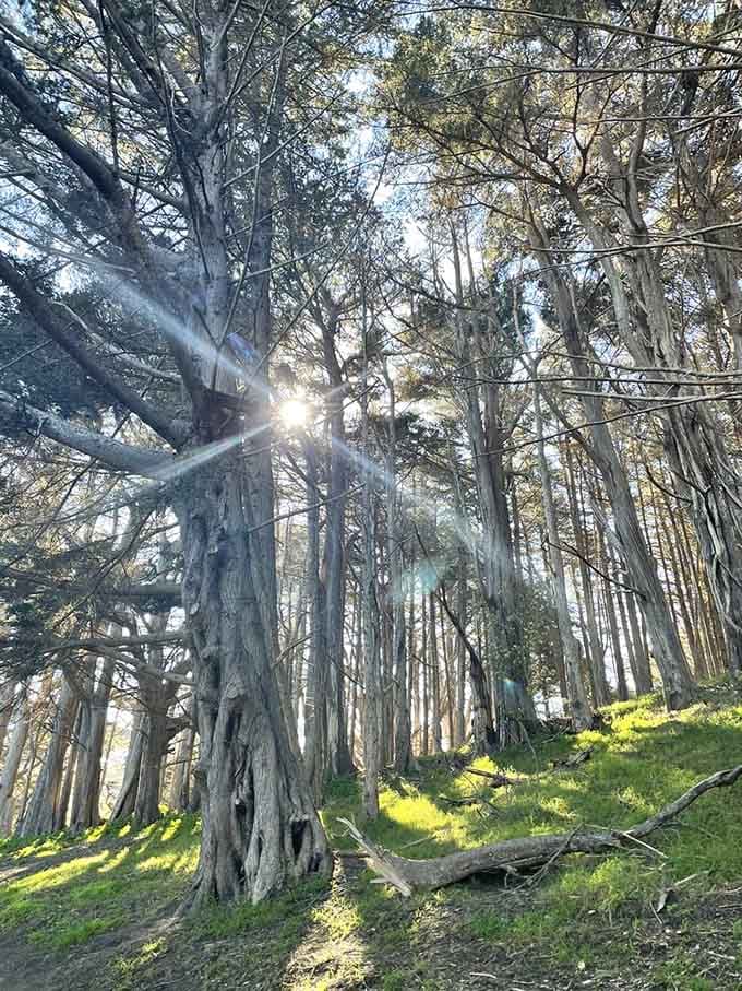 Sunlight pierces through the forest canopy like nature's own spotlight, illuminating moss-covered trunks in theatrical golden rays.
