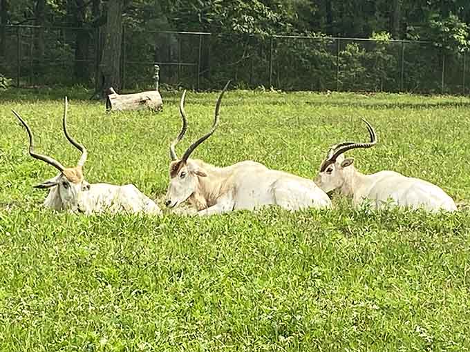 Elegant addax resting in the grass, their spiral horns twisted like nature's own works of sculptural art.