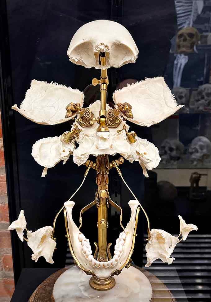 This Beauchene skull explodes into its component parts, making cranial anatomy look like elaborate bone origami art.