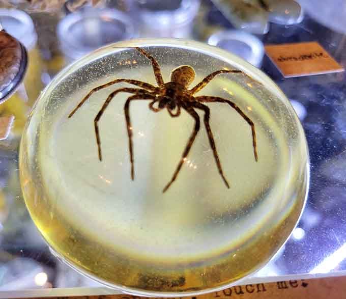 This spider suspended in resin captures both our fascination and our nightmares in one perfectly preserved, eternally creepy display.