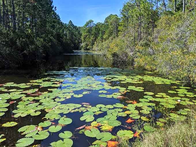 Lily pads floating on glass-smooth water, creating a scene Monet would've packed up and moved for.
