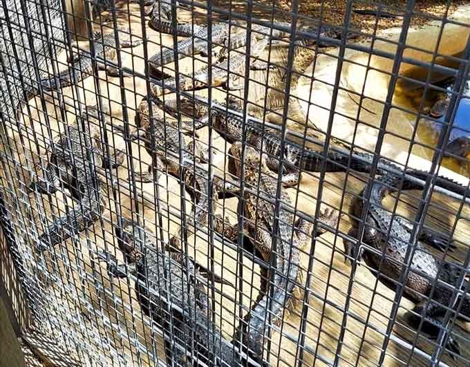 Behind that fence lurk prehistoric predators who've perfected the art of looking simultaneously terrifying and oddly photogenic for your Instagram feed.