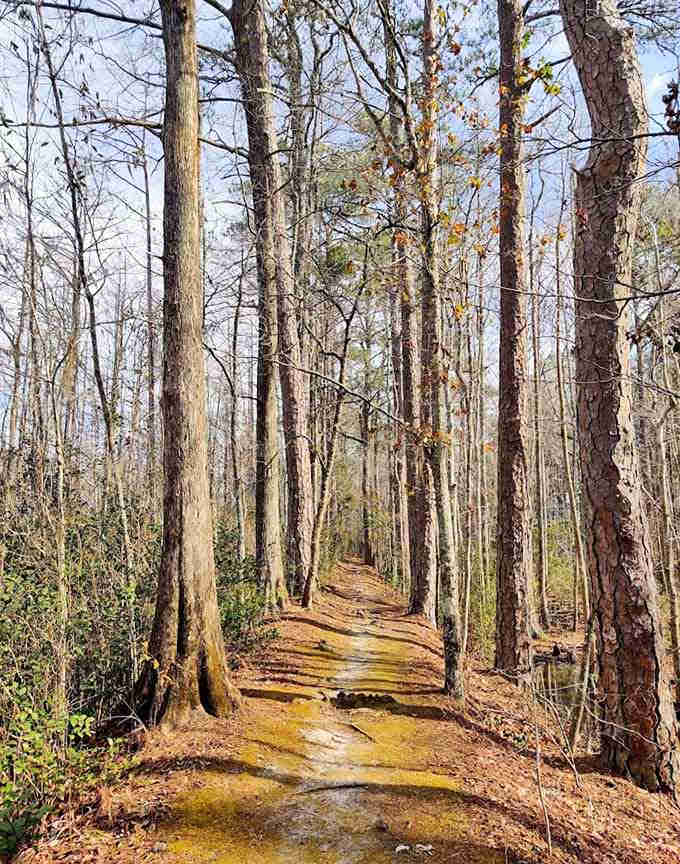 These towering pines create a cathedral ceiling that puts any architect's work to shame, naturally.