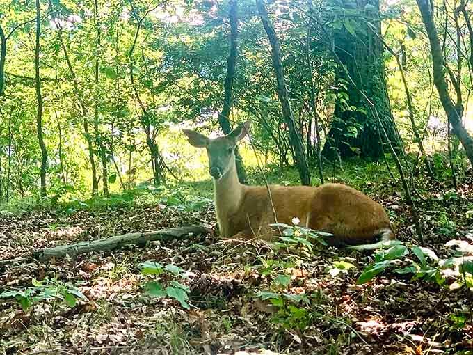 "Excuse me, this is my forest." This deer's expression suggests we're the visitors in its carefully maintained woodland home.