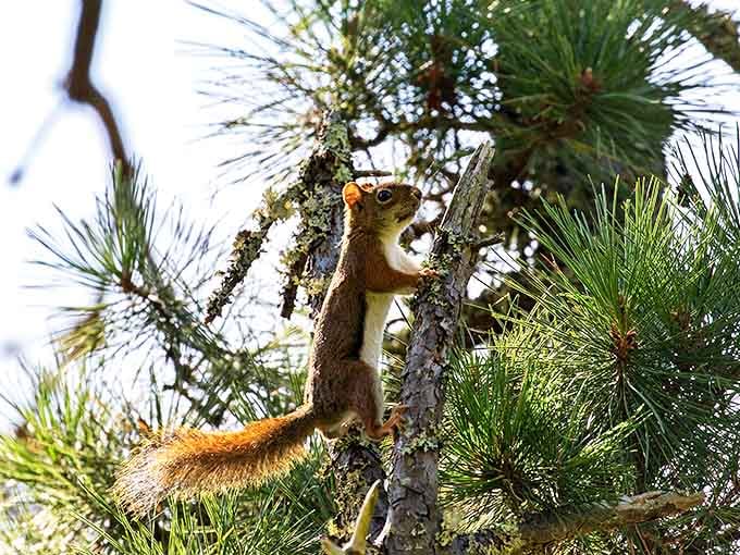 This squirrel pauses mid-climb to ask, "Did you bring snacks?" The unofficial welcoming committee of Nickerson's pine forests.