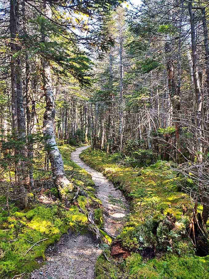 Sunlight filters through the pines, creating nature's own cathedral. The most peaceful commute you'll ever experience.