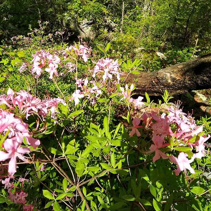 Wild azaleas paint the forest floor in delicate pink brushstrokes. Nature's artwork requires no museum admission, just comfortable walking shoes.