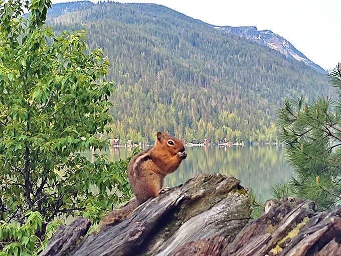 "Excuse me, do you have a moment to talk about these incredible views?" This chipmunk real estate agent is clearly selling premium lakefront property.
