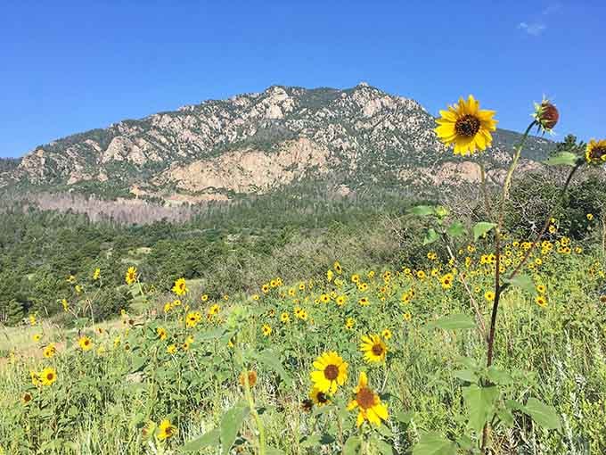 Cheerful sunflowers nod in the breeze beneath dramatic peaks, bringing summer's brightest smile to the mountain meadow scene.