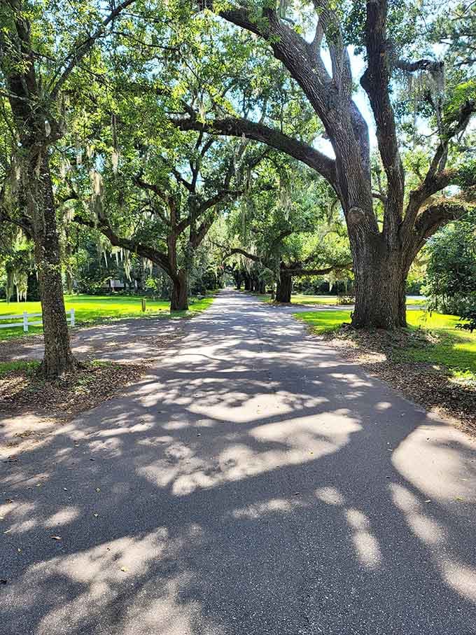 Dappled sunlight through oak canopies creates natural artwork on the pavement that changes by the hour.