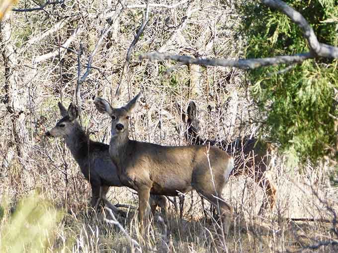 These curious deer pause mid-browse to check you out, reminding us we're just visitors in their beautiful mountain neighborhood.