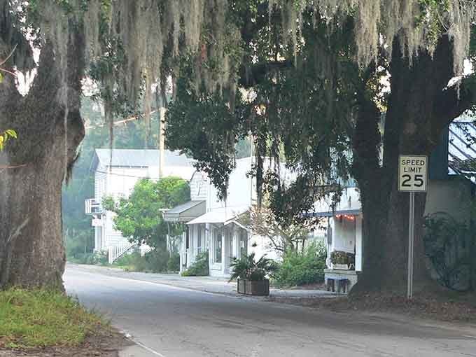 Spanish moss draping over the road creates a natural cathedral that makes every drive feel like a sacred journey somehow.