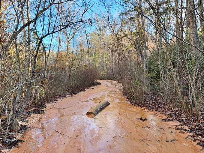 Sunlight filters through bare branches onto the clay path, painting shadows like nature's own abstract art.