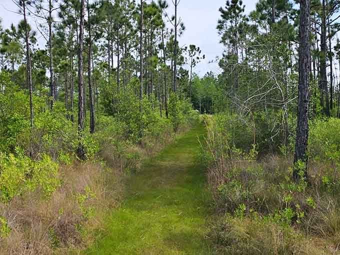 This quiet trail through pine flatwoods invites unhurried exploration where the journey matters more than the destination itself.