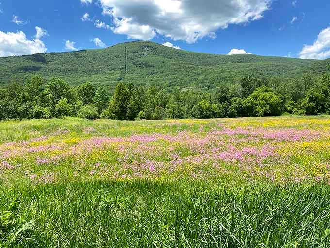 Greylock Glen spreads out beneath the mountain, offering wildflowers and the kind of views that make cameras jealous.