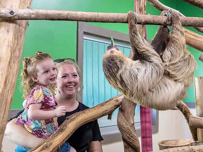 Meeting a sloth up close is like encountering the world's most relaxed philosopher hanging from a jungle gym.