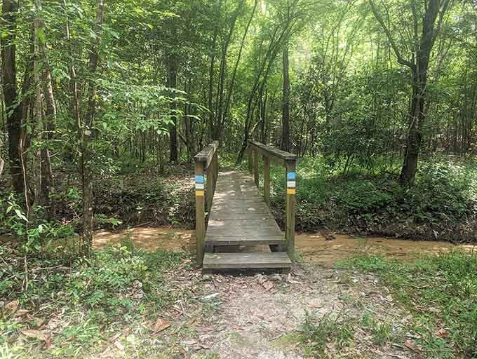Simple wooden bridges leading you deeper into the woods, where the real peace and quiet begins.