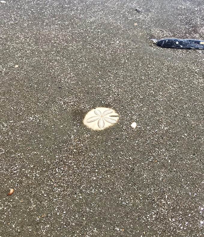 Finding a perfect sand dollar is like discovering nature's own currency washed up at your feet.
