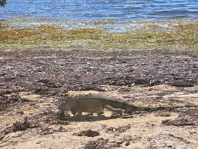 Local iguanas patrol the grounds like they're collecting rent, completely unbothered by your presence or camera clicks.