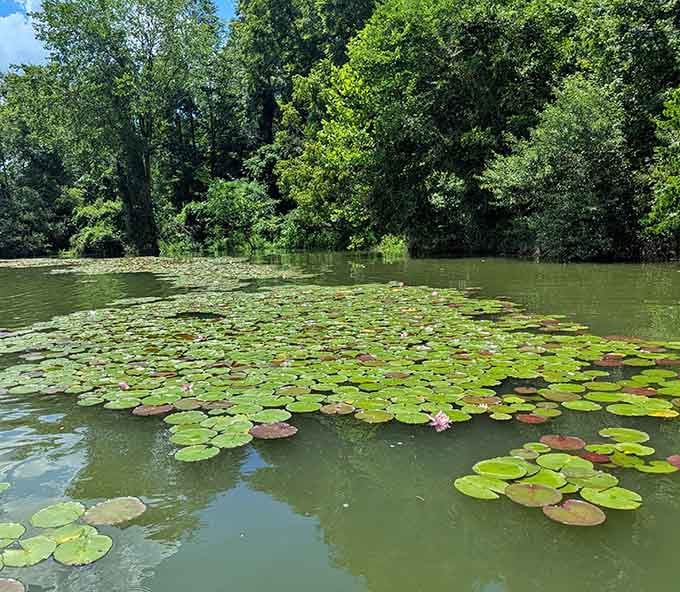 Lily pads floating like nature decided to redecorate the lake with its own artistic flair today.