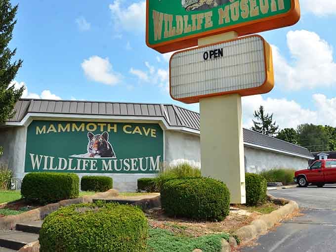The Wildlife Museum celebrates the region's natural heritage with displays that educate and fascinate visitors of all ages.