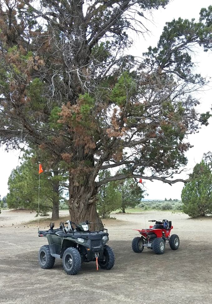 ATVs park beneath a gnarled juniper tree, finding rare shade in this sun-drenched sandy landscape.