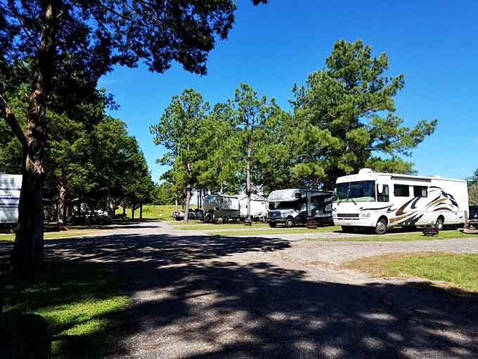RV campers nestle under towering pines, creating a temporary neighborhood where strangers become friends over campfire conversations and s'mores.