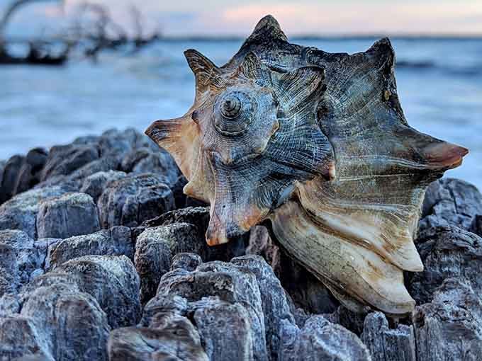 This whelk shell has more character than most people you'll meet at the grocery store.