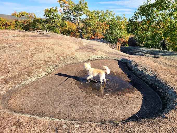 That little white dog has the right idea: when you find giant rocks, you explore them properly.