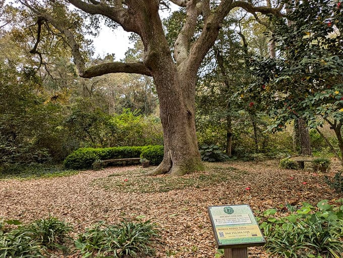 This ancient oak has seen more history than any textbook and tells better stories through its branches.