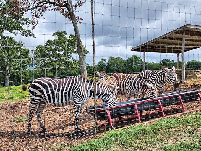 Nature's most elegant barcode display: these zebras gather at feeding time, each wearing the same outfit but somehow looking completely unique.