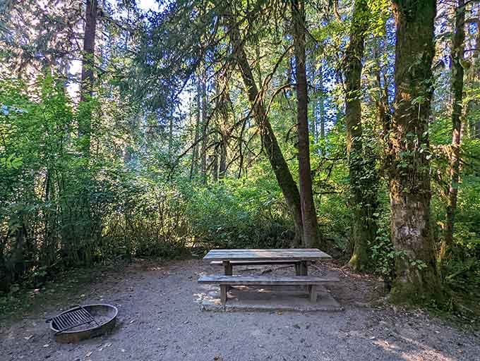 Your campsite picnic table awaits, surrounded by trees that have seen more history than any textbook.
