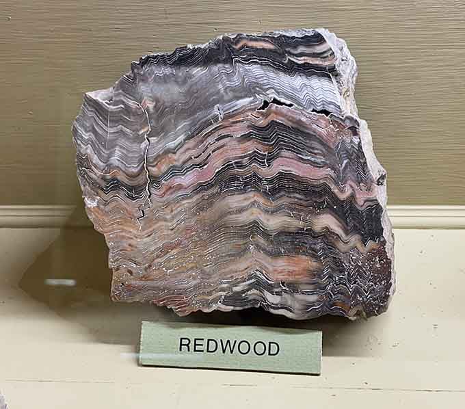 Petrified redwood showing off its natural artistry—Mother Nature's version of abstract expressionism, no gallery admission required.