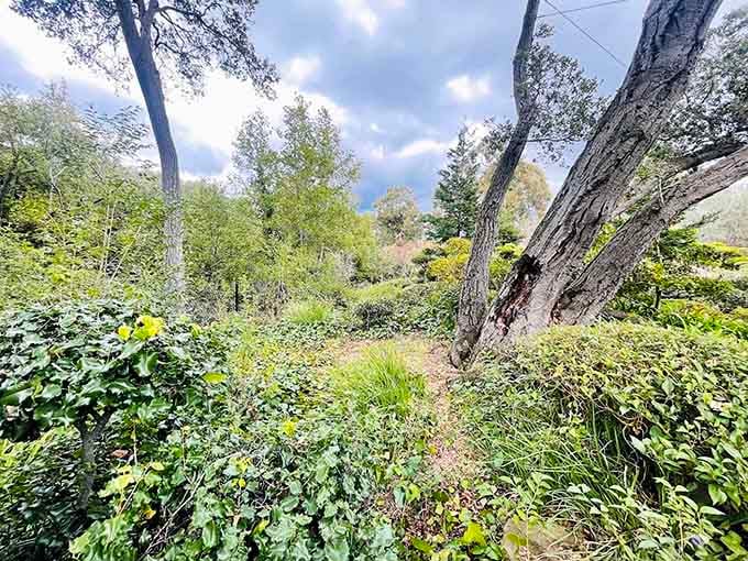Wild greenery meets manicured garden, creating that perfect balance between control and letting nature do its thing.