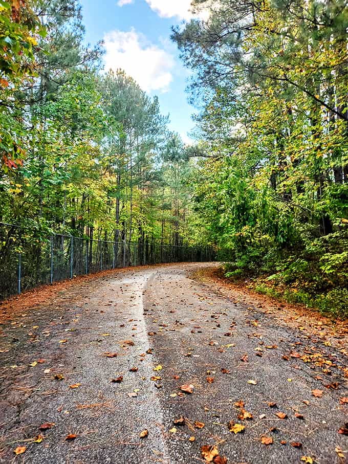 The park's paved paths wind through the woods, making exploration accessible without requiring hiking boots or survival training.
