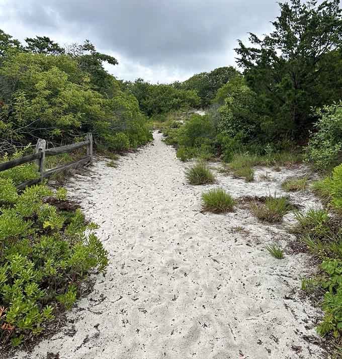 Sandy paths through vegetation that's tougher than it looks, surviving salt spray and hurricanes.