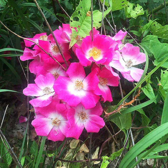 Wild roses bloom with abandon, adding splashes of magenta that would make any garden catalog jealous of this display.