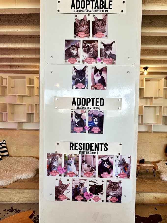 The board that breaks hearts and makes them whole again, tracking every adoption success story beautifully.