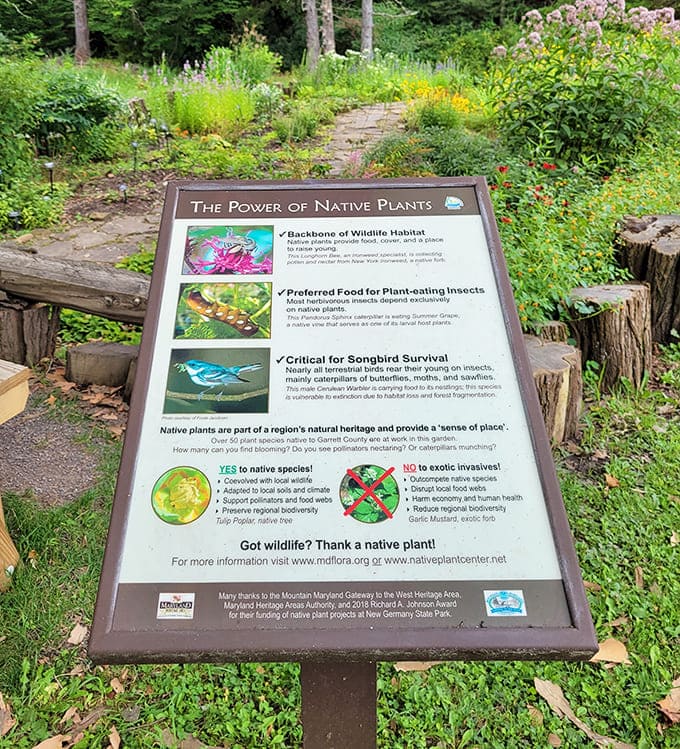 Native plants doing the heavy lifting for local wildlife, because even nature appreciates a good support system and teamwork.