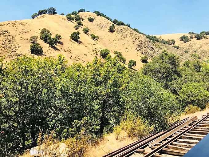 Summer transforms the hills into golden waves that ripple across the landscape like California's natural wheat fields.