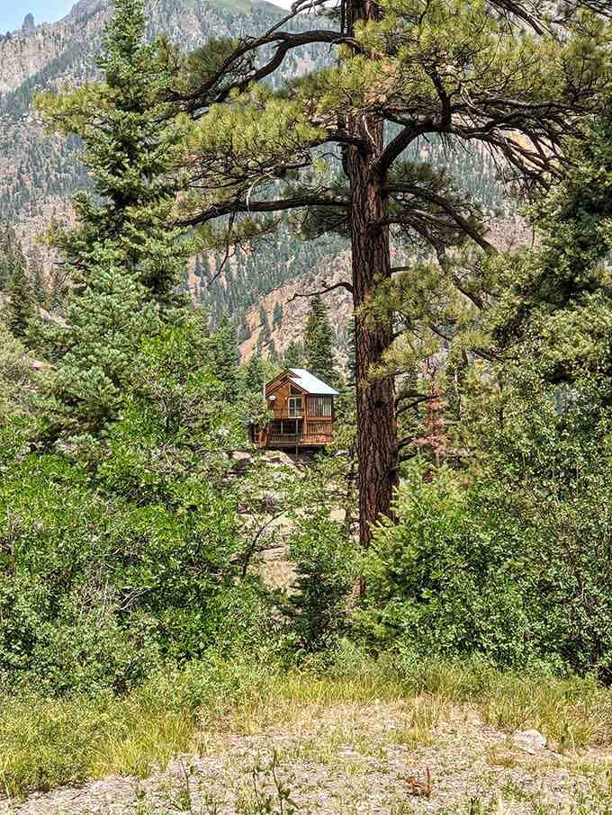 Mountain cabins perched in trees like something from a storybook, proving adults never outgrow treehouse dreams entirely.