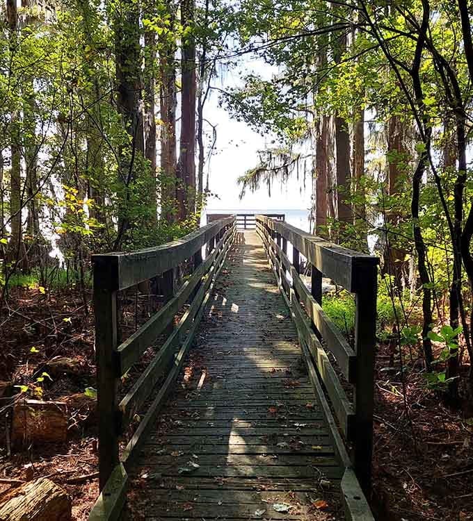The boardwalk leading to the observation deck, where the view makes you forget every password you've ever stressed about remembering.