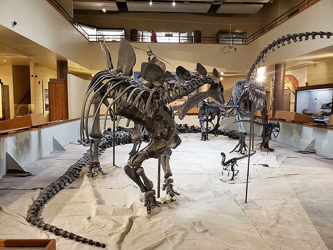 The Prehistoric Museum houses ancient treasures that make your retirement concerns seem delightfully temporary by comparison.