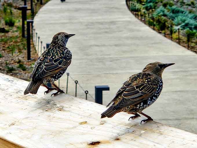 Local starlings treat the paths like their personal runway, completely unbothered by visitors marveling at engineering feats above them.