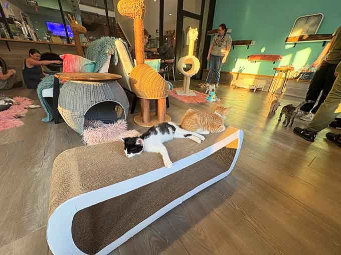 Custom cat furniture that's nicer than most human furniture, because priorities matter and cats have excellent taste in interior design.